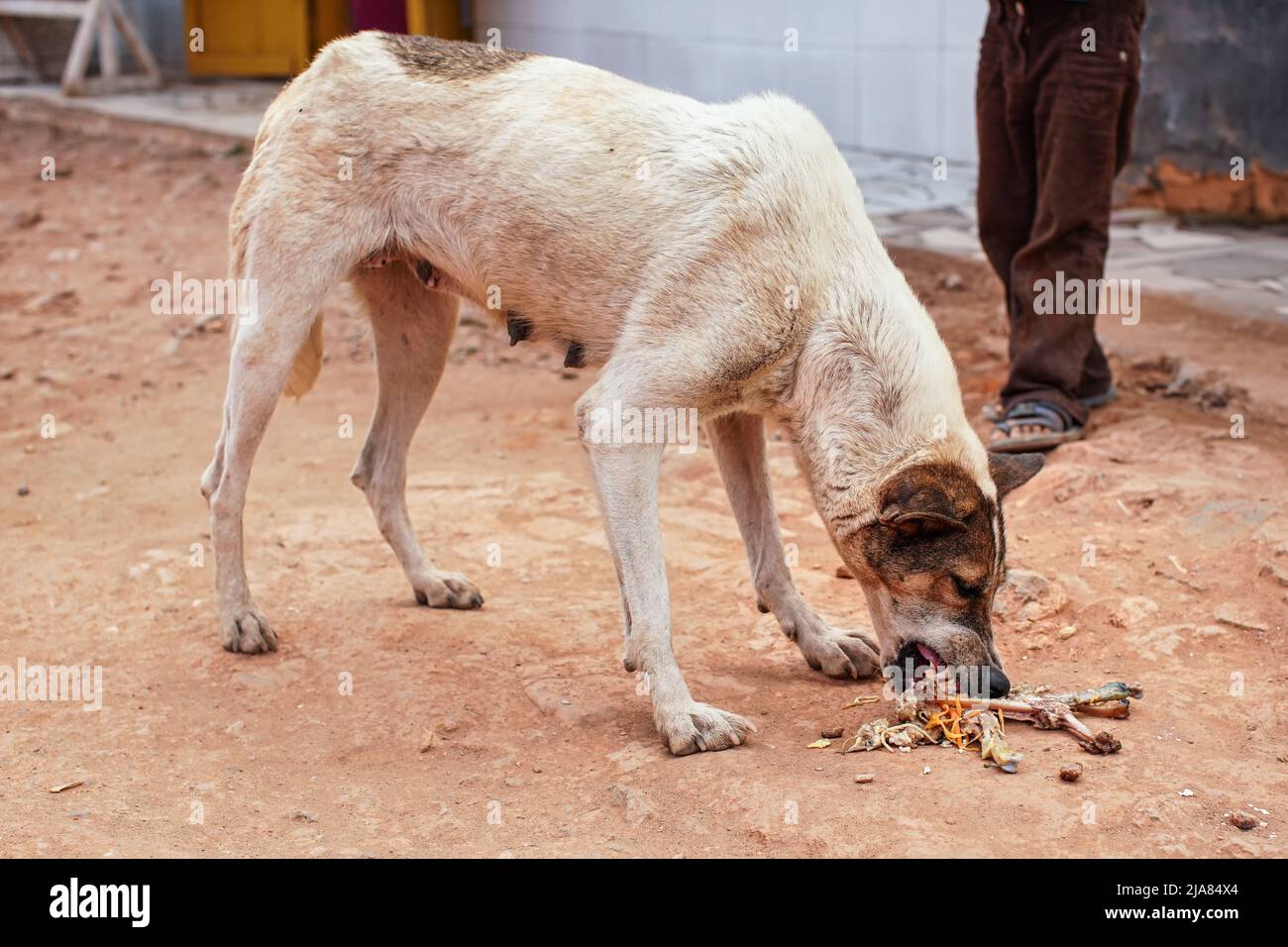 White and brown stray dog eating remains of chicken meat dinner on ...