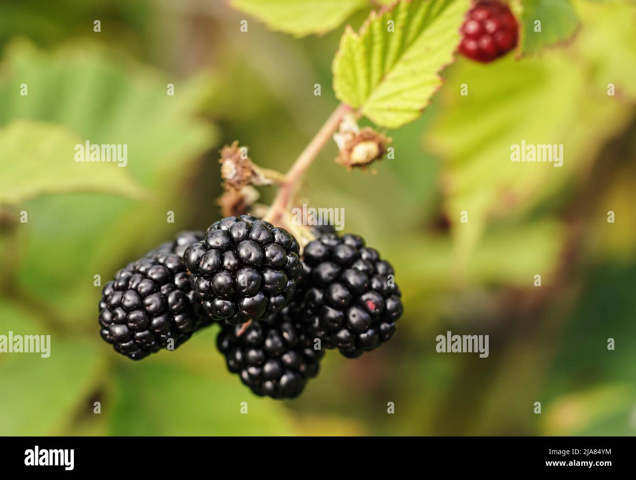 Blackberries growing on shrub in garden, closeup detail Stock Photo - Alamy