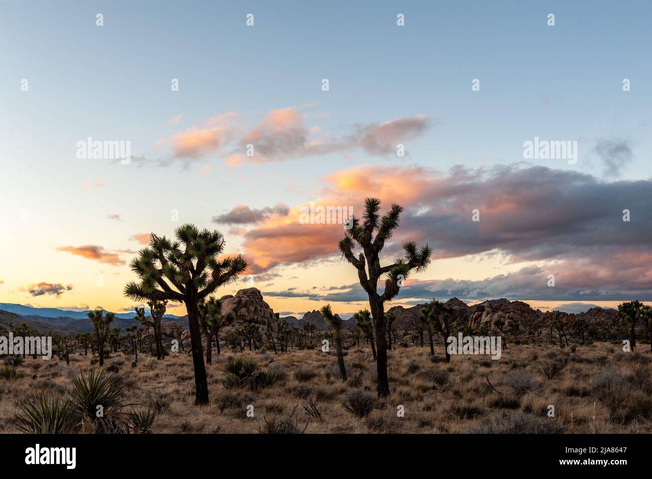 Overview of the Joshua Tree national park, showing sparsely distributed ...