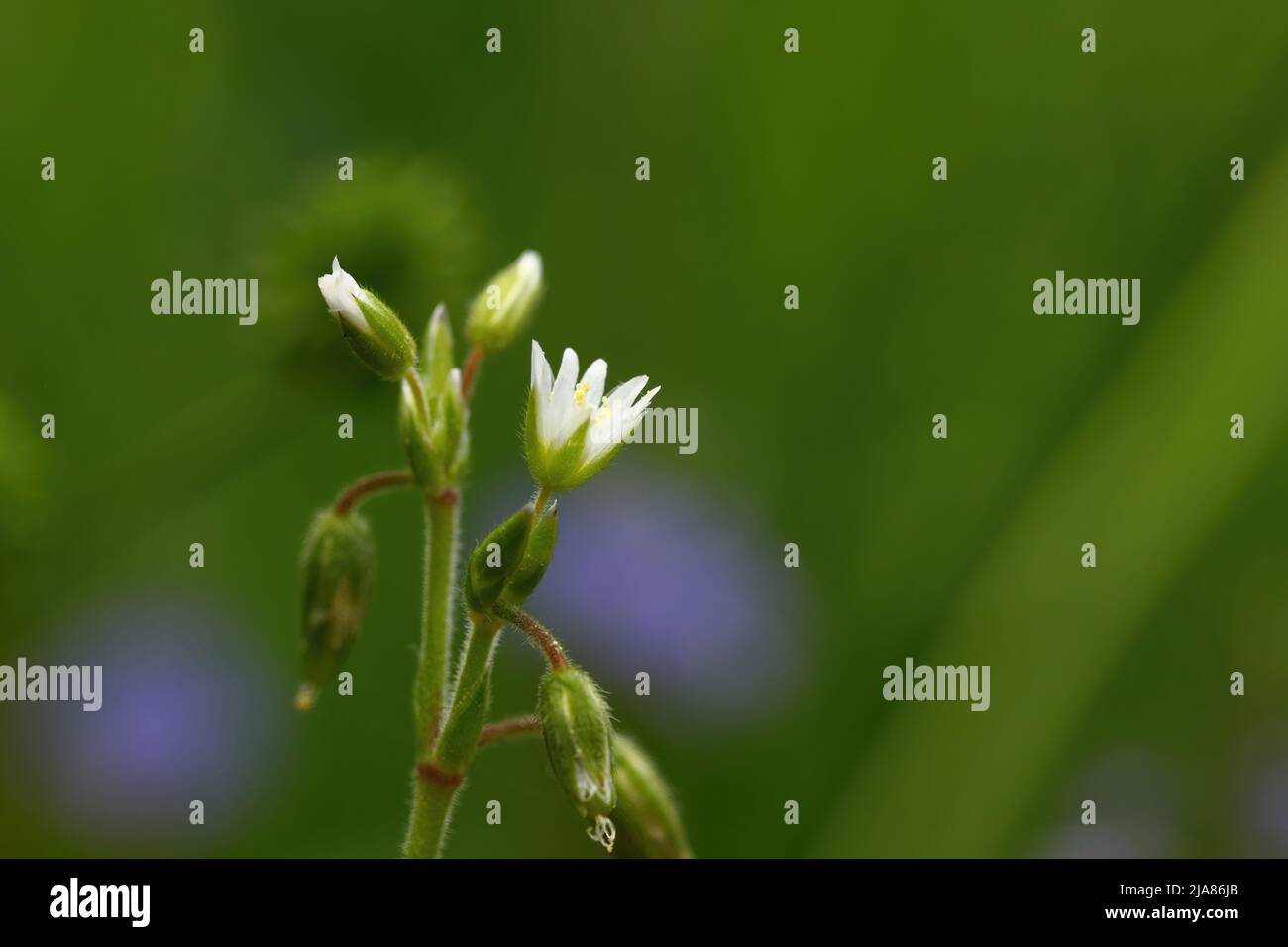 Hornwort hi-res stock photography and images - Alamy