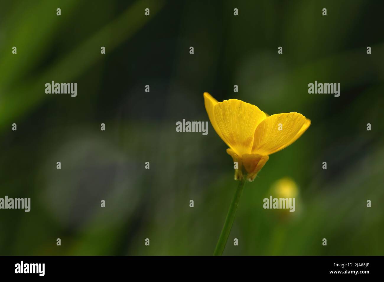 Ranunculus bubosus hi-res stock photography and images - Alamy