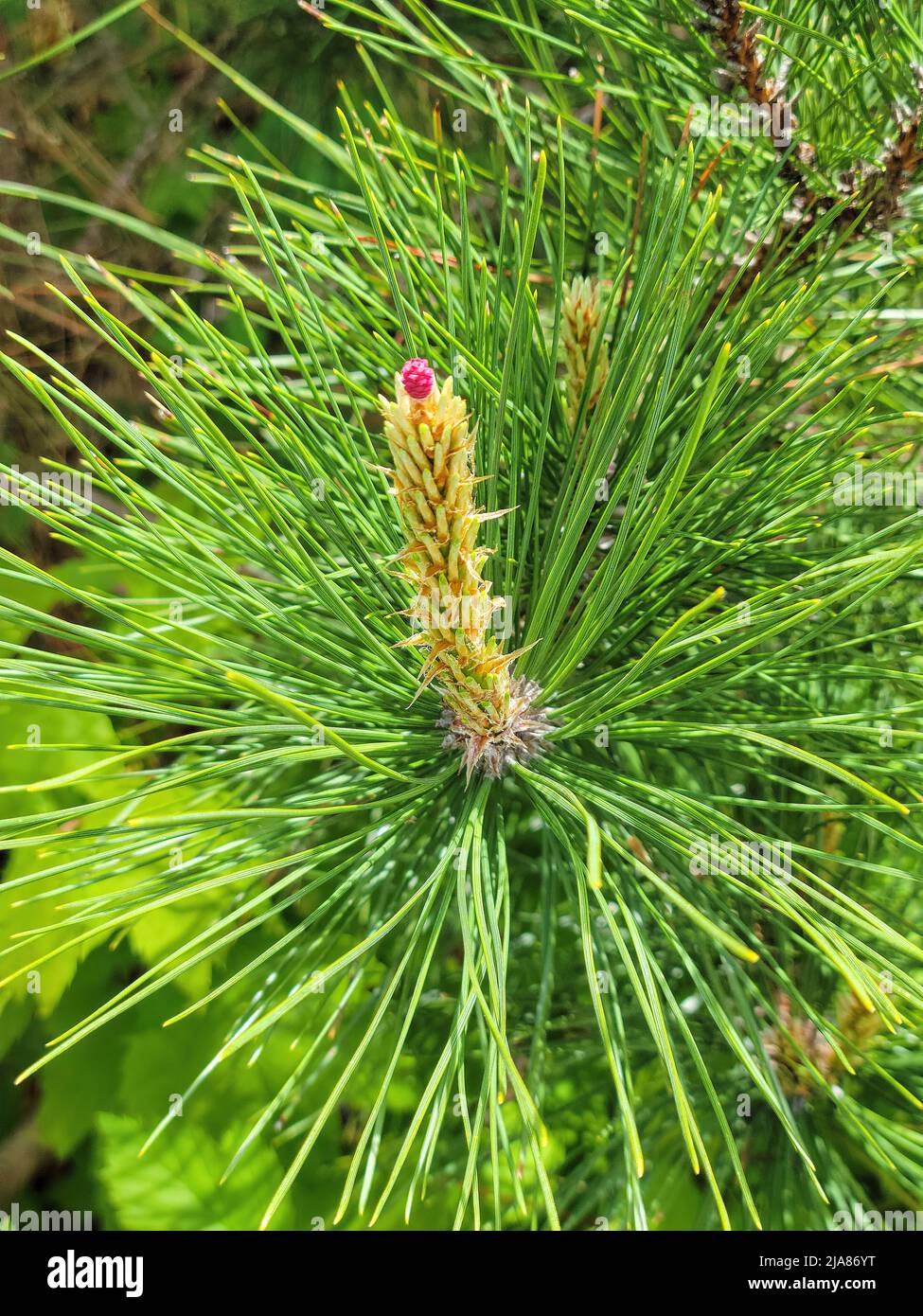 Red pine tree hi-res stock photography and images - Alamy