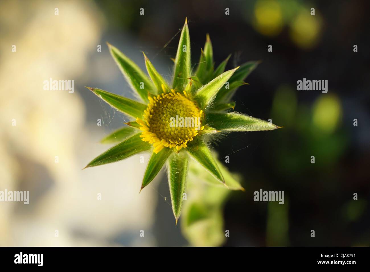 Starry flowers hi-res stock photography and images - Alamy