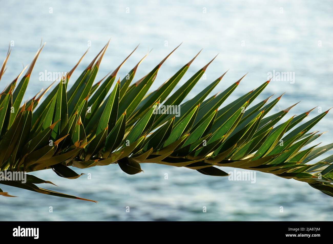 Palm tree disease hi-res stock photography and images - Alamy