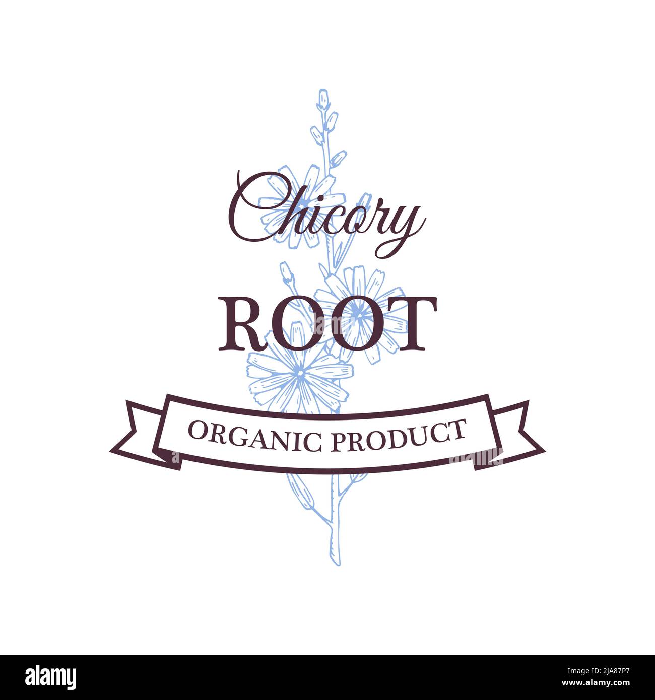 Hand drawn vintage Chicory root design isolated on white. Vector ...