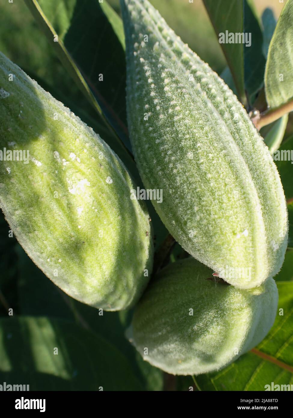 Fuzzy skin hi-res stock photography and images - Alamy