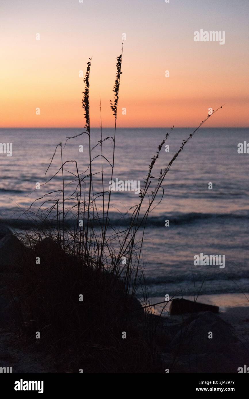 Reeds growing on beach hi-res stock photography and images - Alamy