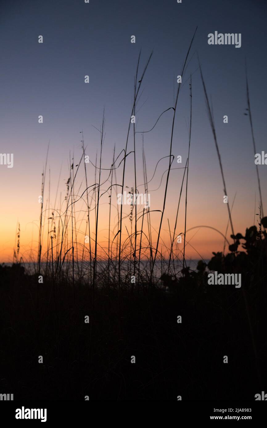 Reeds growing on the beach against the backdrop of a dusky sunset on ...