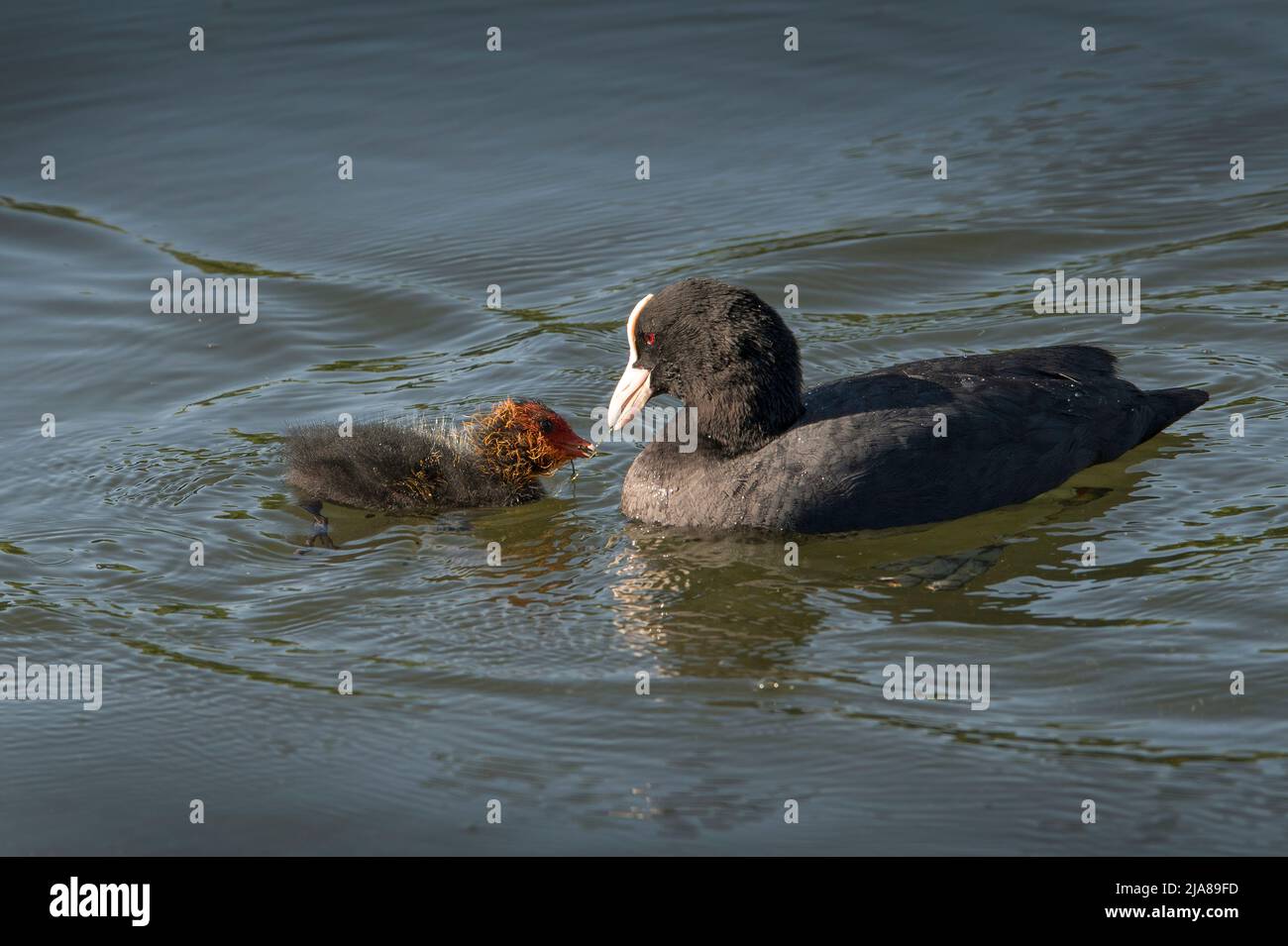 Coot feeding the first out of the nest Stock Photo - Alamy