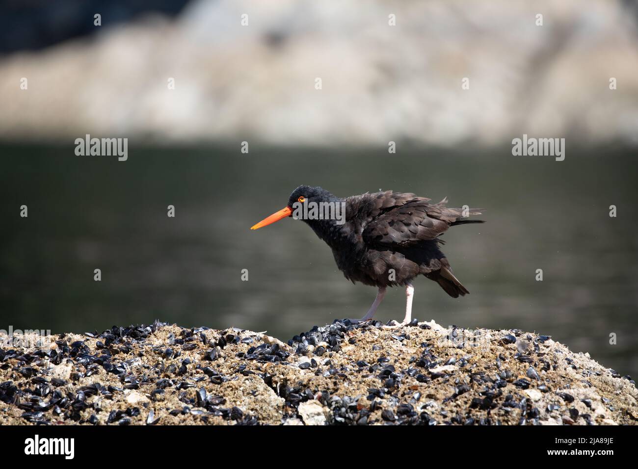 Ruffling shells hi-res stock photography and images - Alamy