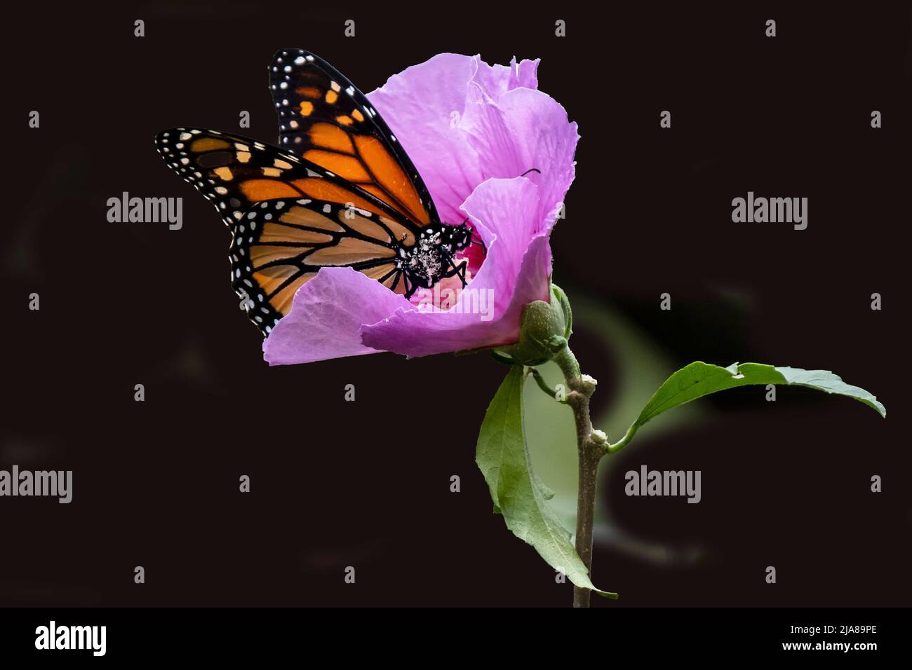 Monarch butterfly with pollen in a pink flower against a black ...