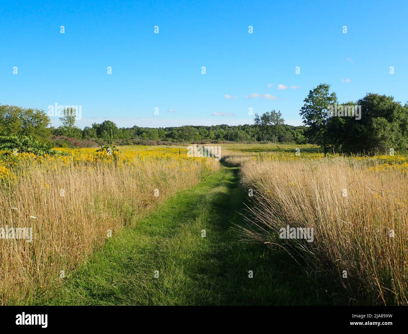 A path mowed through an overgrown grass field in the country beneath a ...