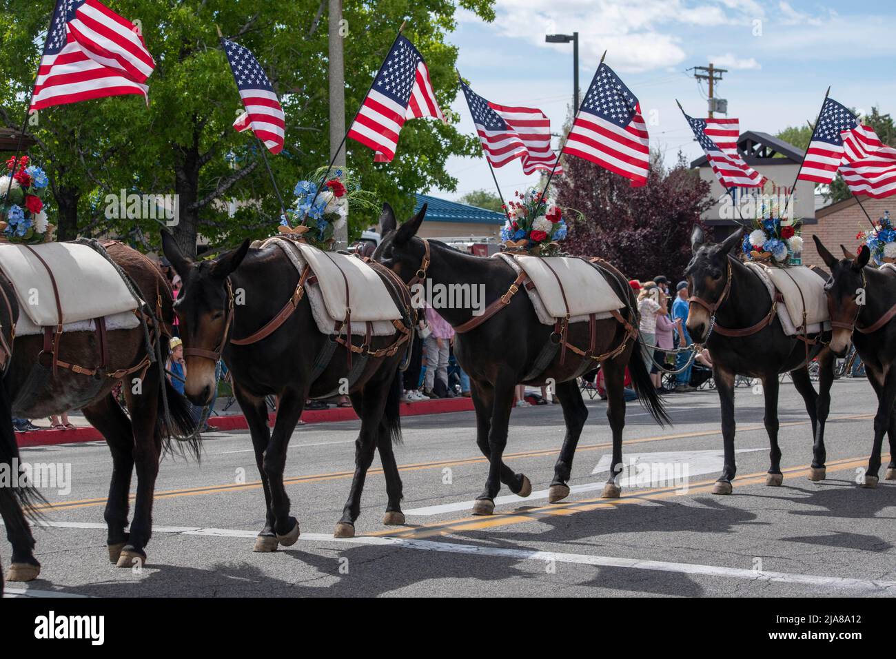 The Mule Days Parade is a staple of the Mule Days celebration in Bishop ...