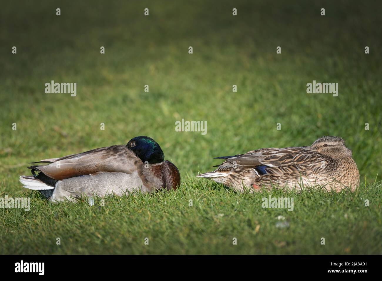 Two Mallard ducks lying together as a conteneted couple Stock Photo - Alamy