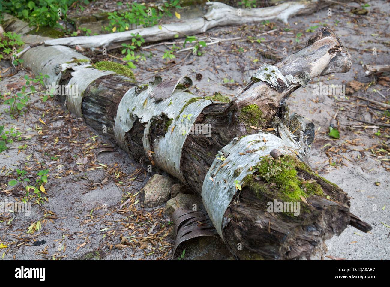 Moss growing on a very large, dead root sticking out of the sand on a ...