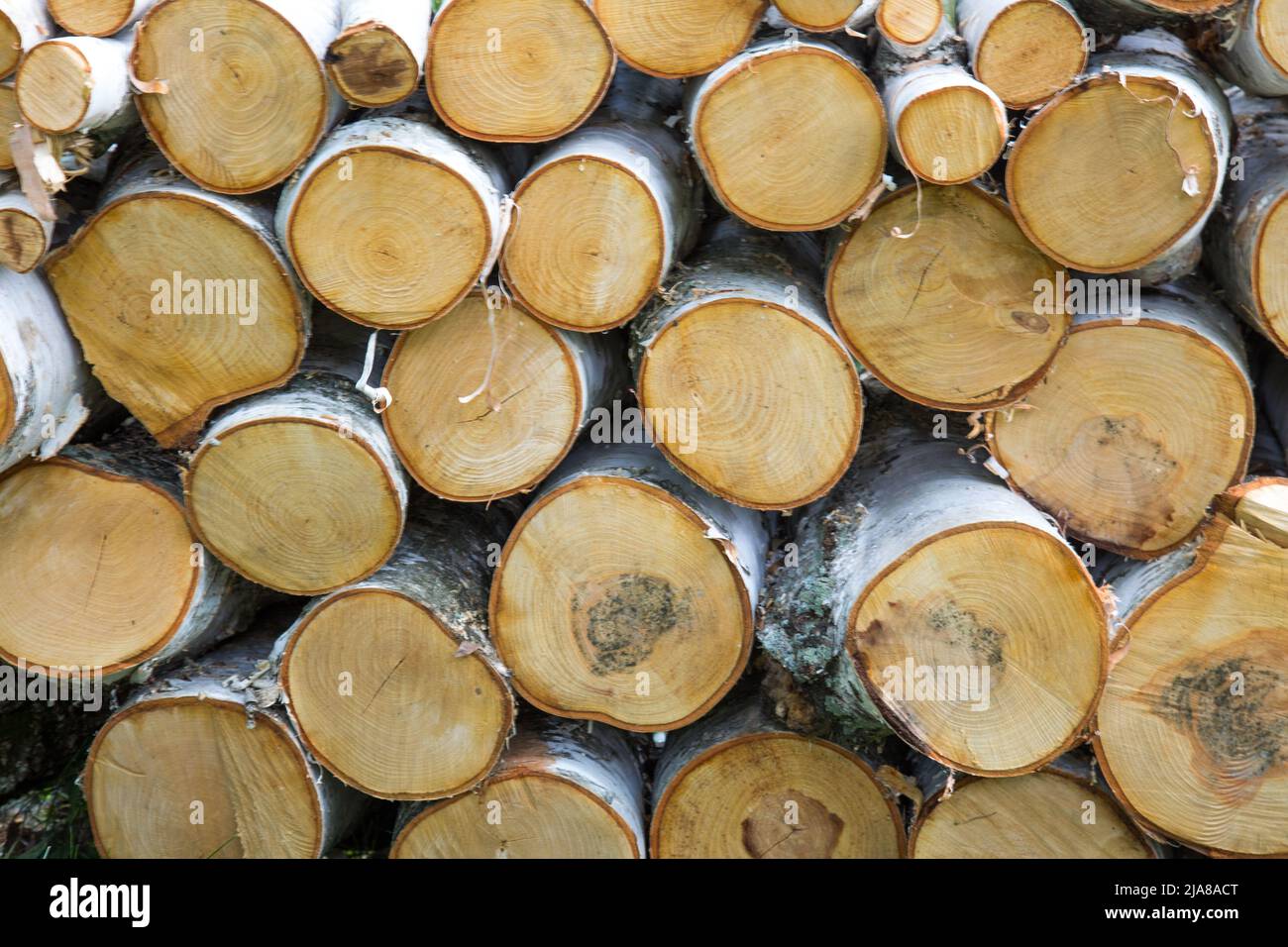 A close up of the cut ends of a pile of logs Stock Photo - Alamy