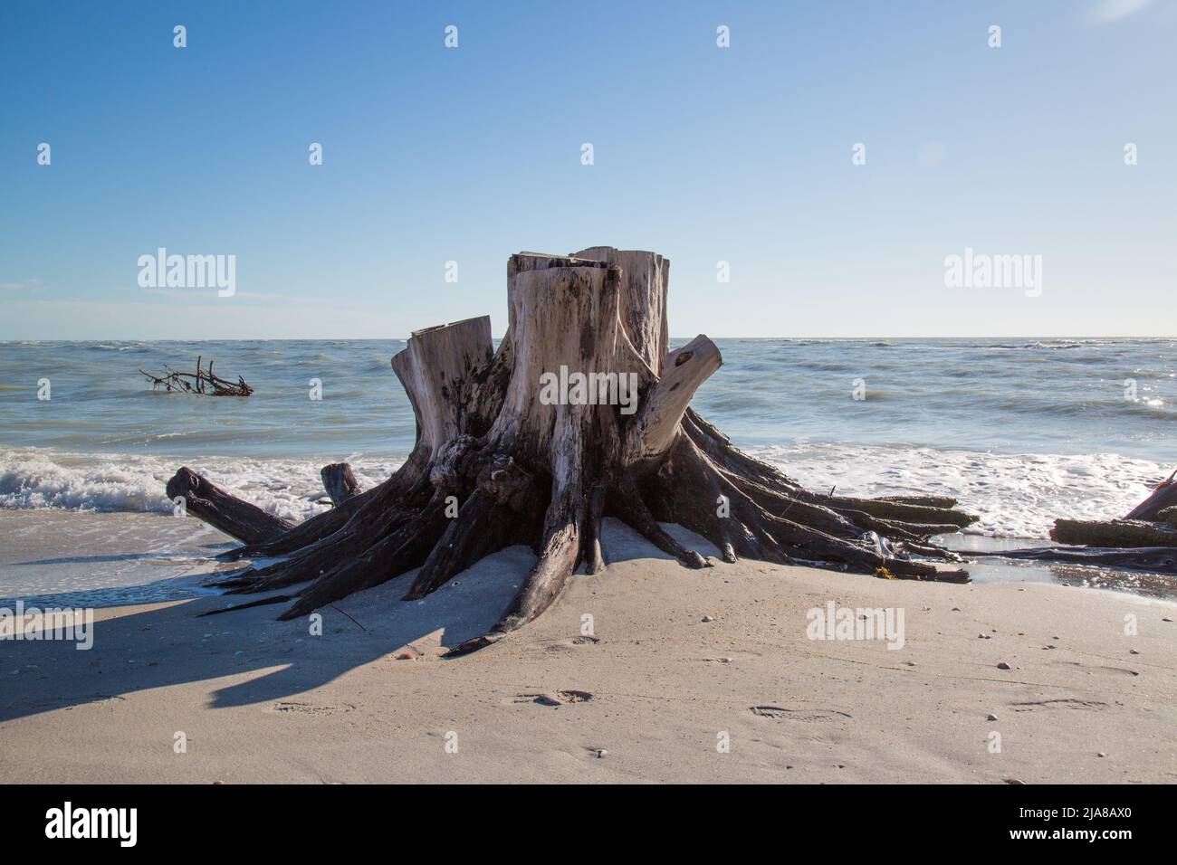 An old, weathered tree stump sits on the beach Stock Photo - Alamy