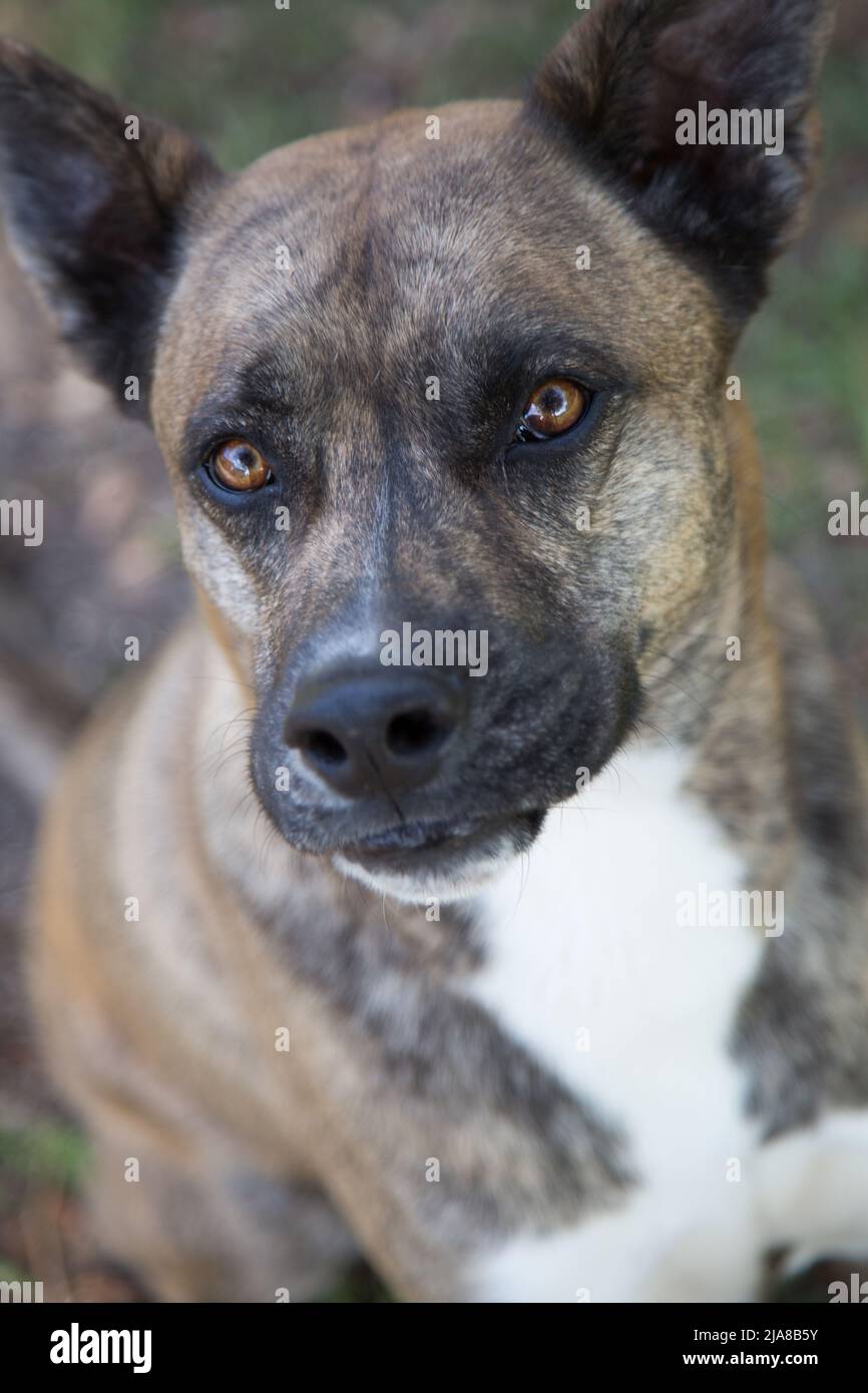 Closeup of a young brindled dog with a white chest sitting down ...
