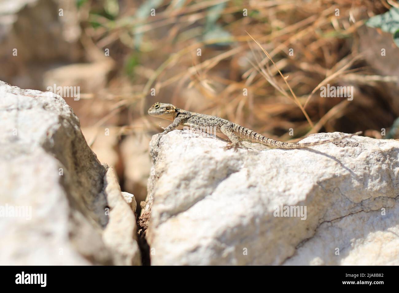Sardis was the capital of the ancient kingdom of Lydia Stock Photo - Alamy