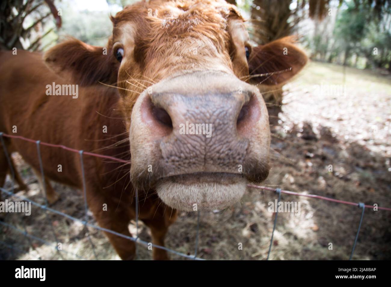 A cow's snout and face very close up Stock Photo - Alamy