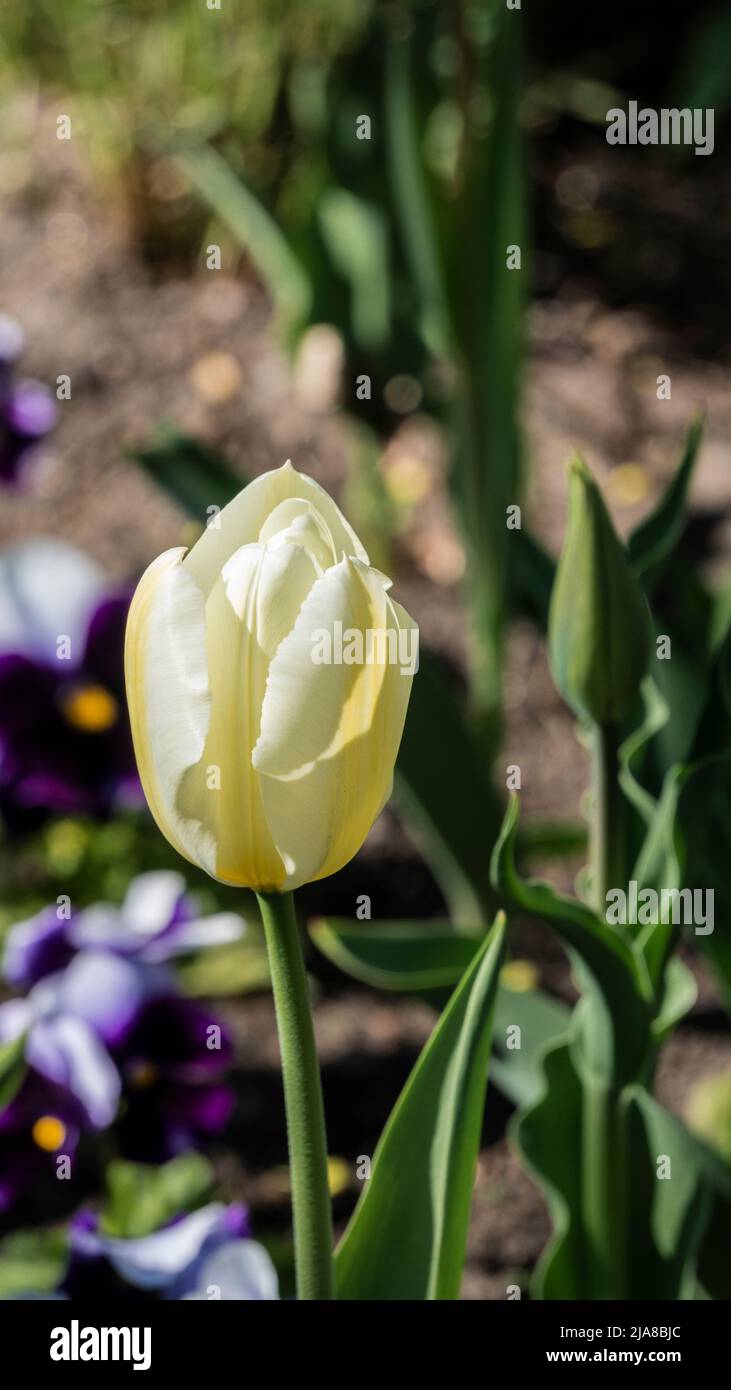 a bright tulip. spring flower. floral background for the screensaver ...