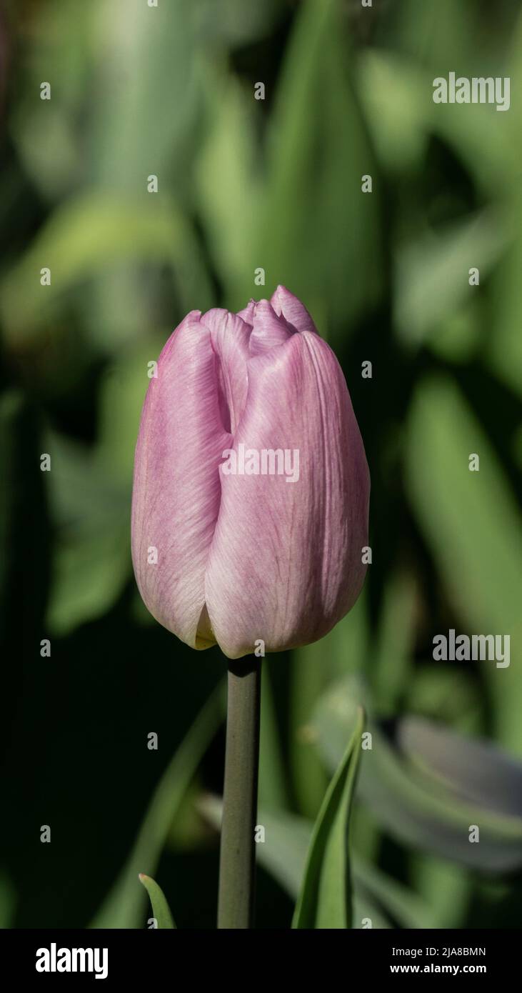 a bright tulip. spring flower. floral background for the screensaver ...