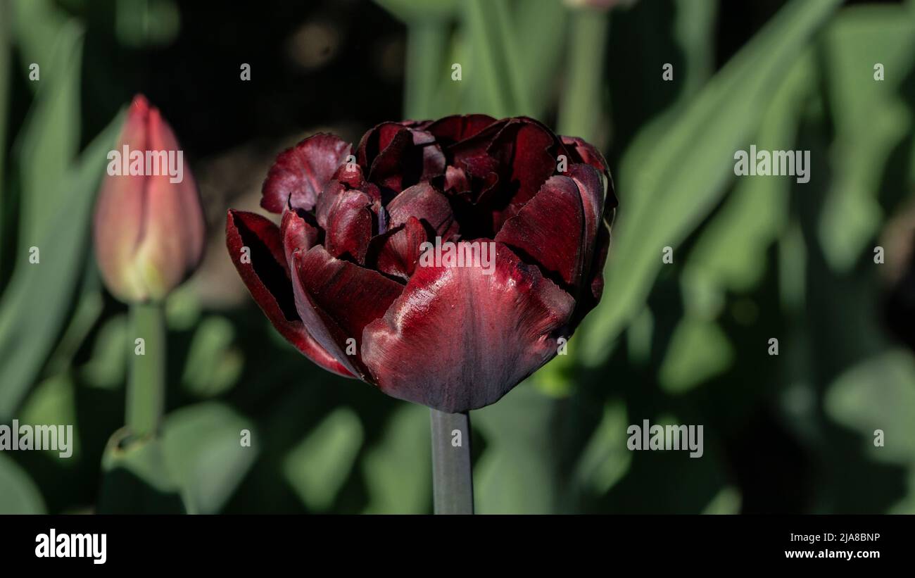 a bright tulip. spring flower. floral background for the screensaver ...