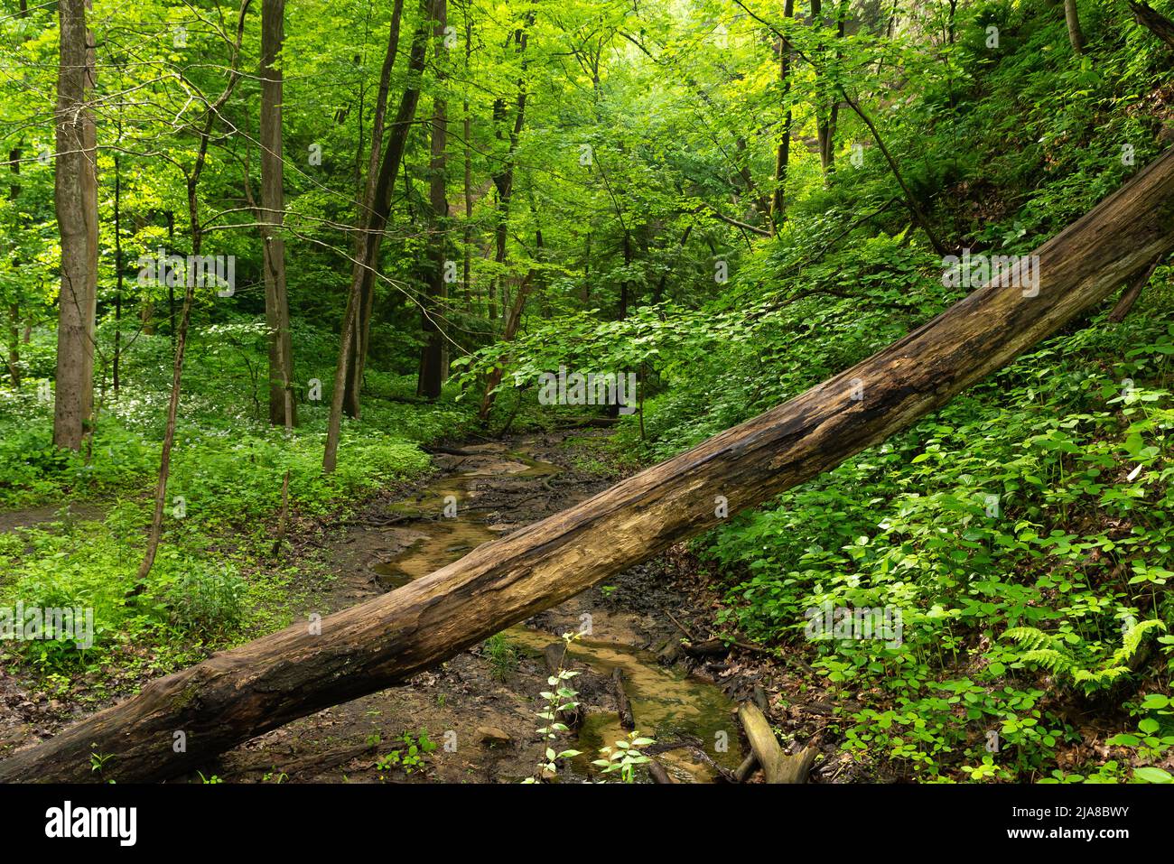 Landscape in St. Louis Canyon on a cloudy Spring morning. Starved Rock ...