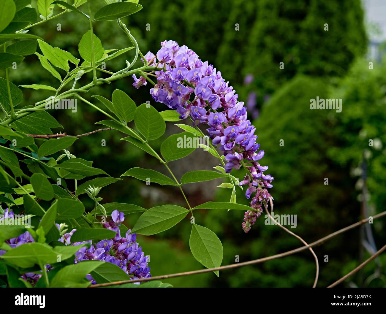 Pink wisteria hi-res stock photography and images - Alamy