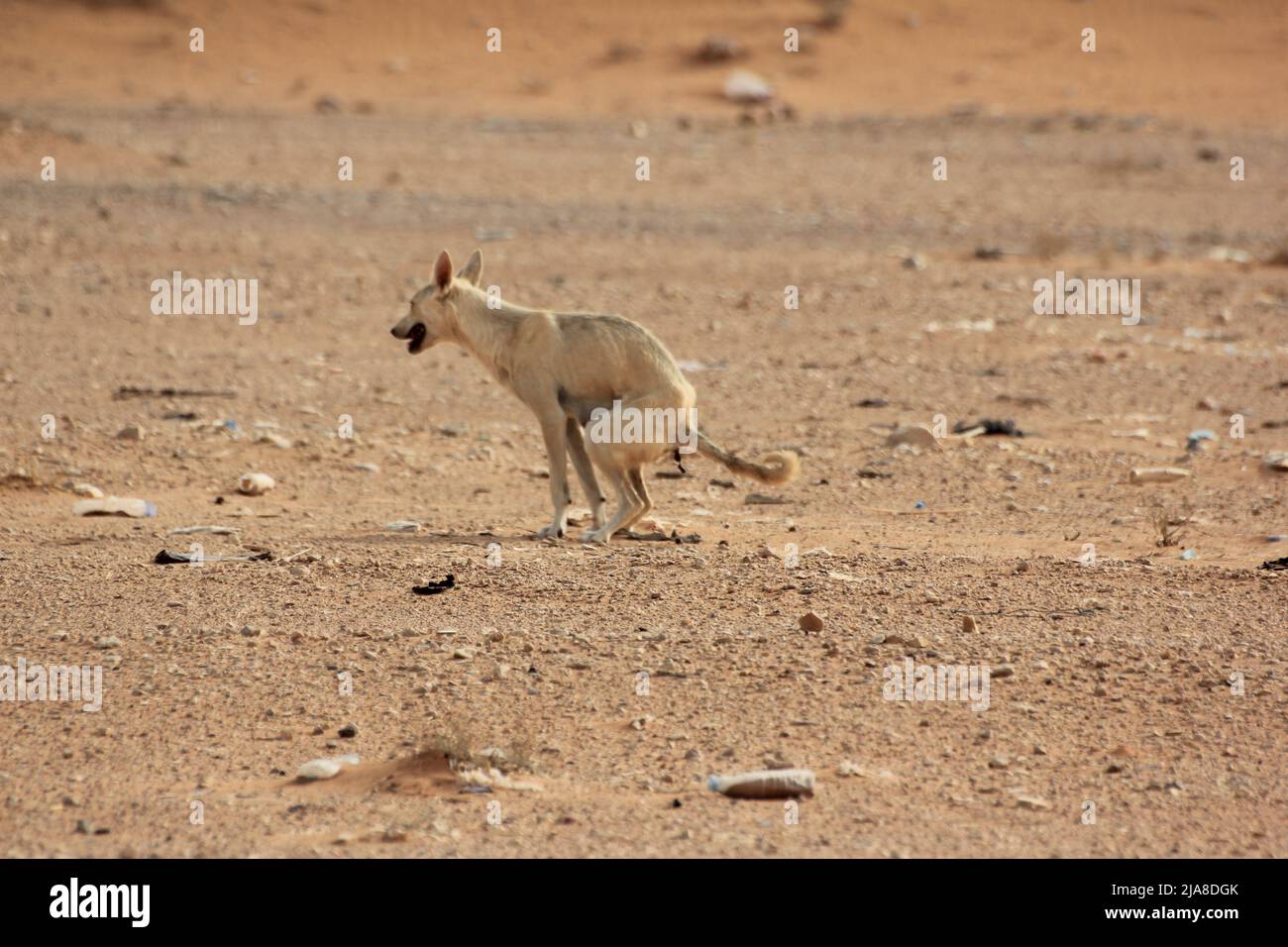 Animal pooping hi-res stock photography and images - Alamy