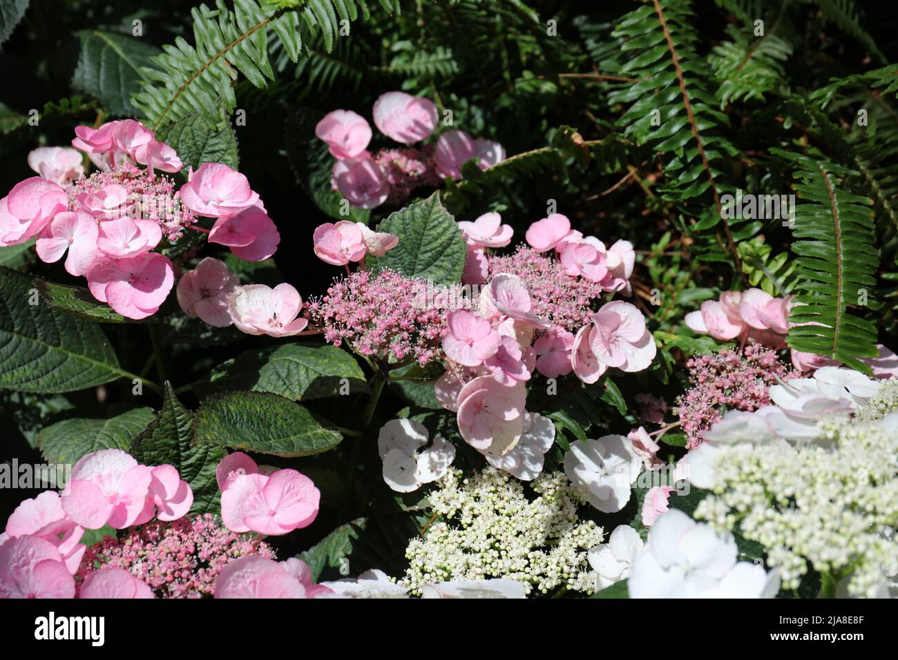 Flowering pink Hydrangeas and flowering white Hydrangeas with ferns ...
