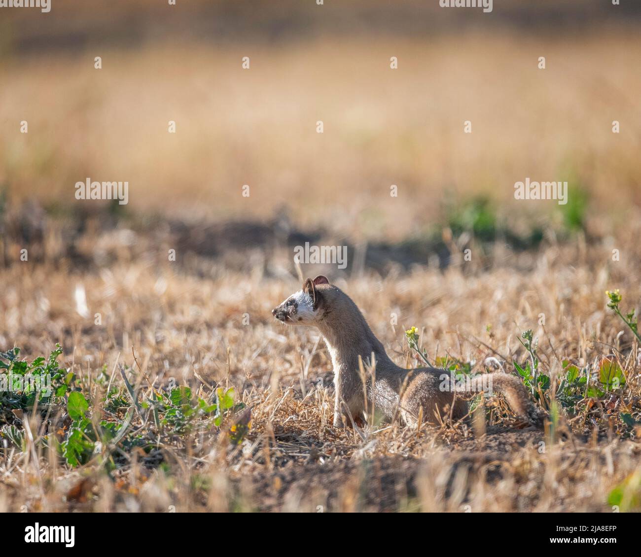 A Long-tailed Weasel (Neogale frenata) hunts for food at Lake Cachuma ...