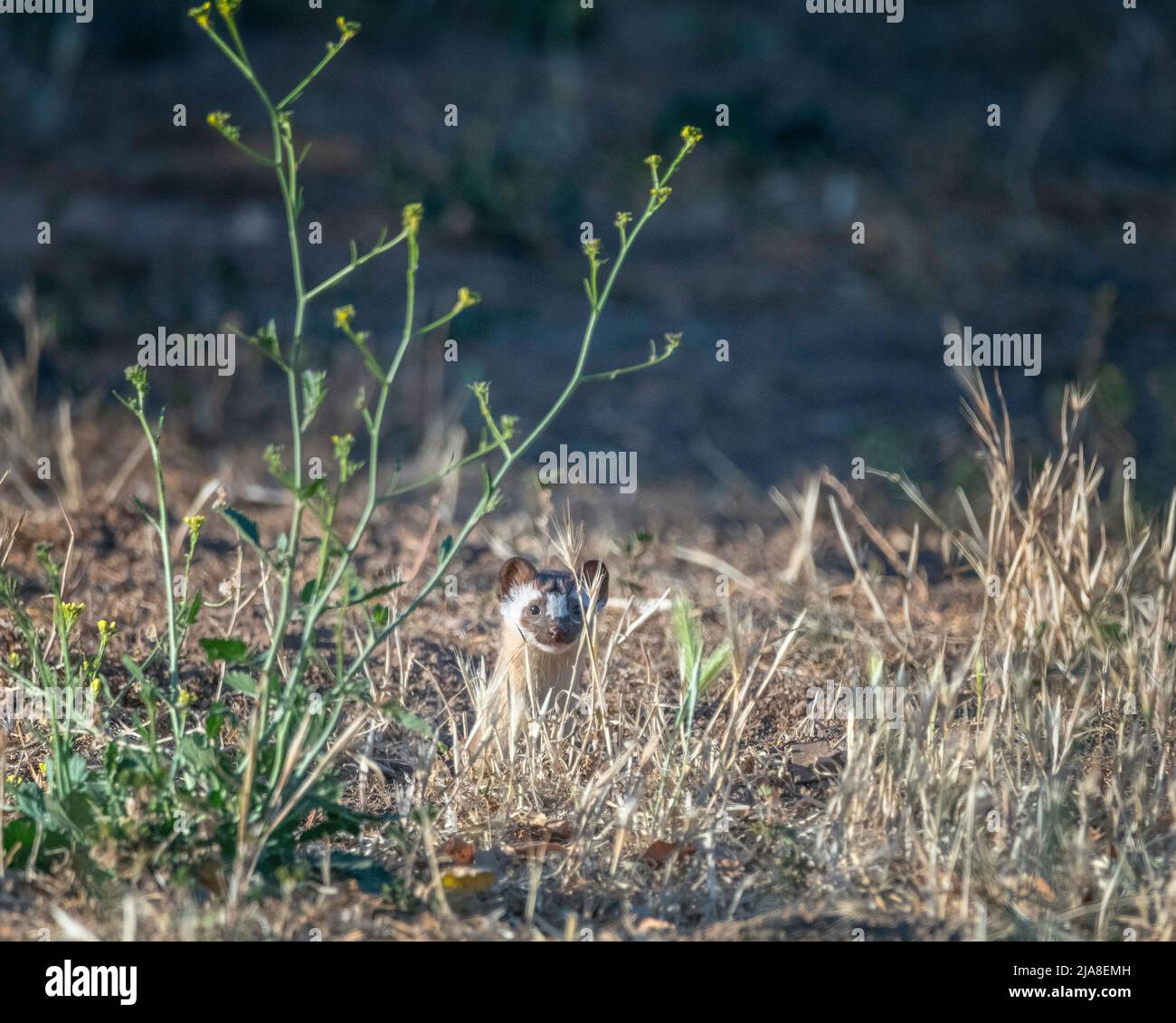 A Long-tailed Weasel (Neogale frenata) hunts for food at Lake Cachuma ...