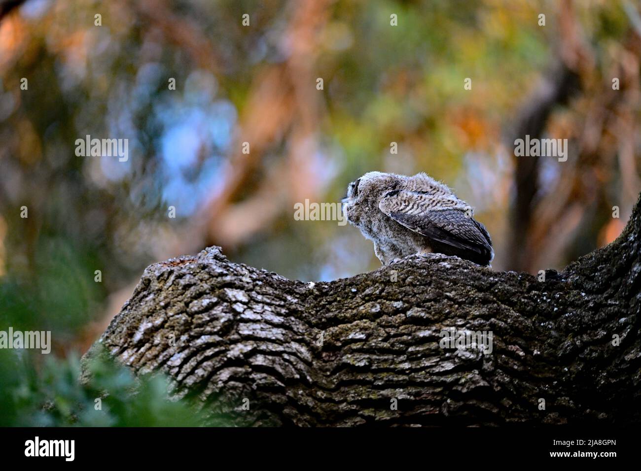 Great Horned Owl - Bubo virginianus Stock Photo - Alamy