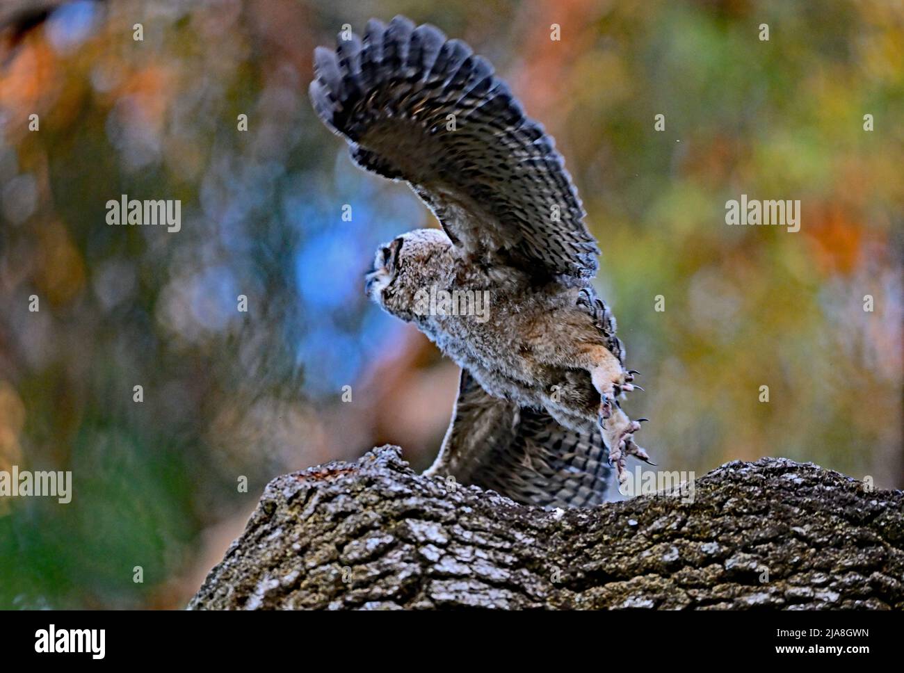Great Horned Owl - Bubo virginianus Stock Photo - Alamy