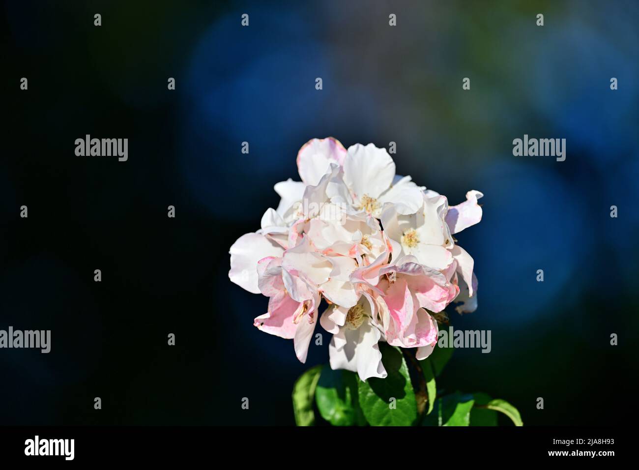 Hybrid Musk Rose Stock Photo - Alamy