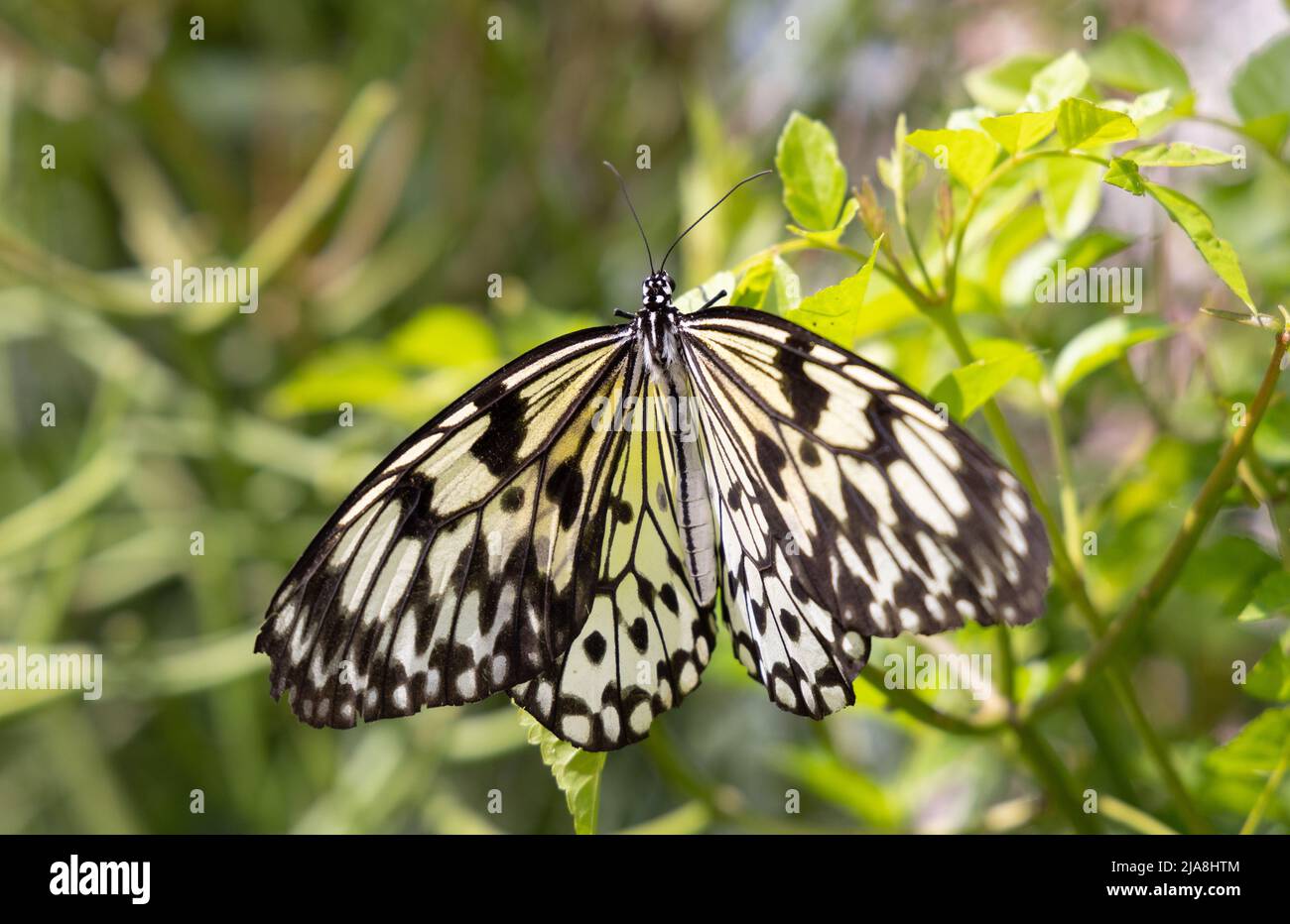 Decorative pink butterfly wings isolated hi-res stock photography and ...