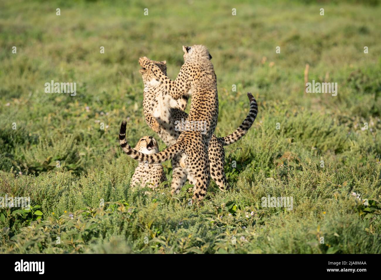 Cute Cheetah Cubs Fighting