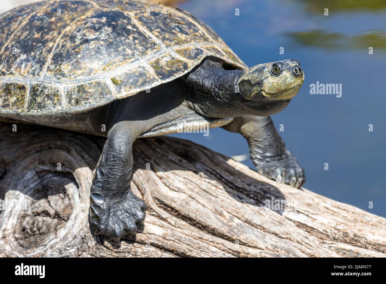 Yellow-spotted Amazon Turtle (Podocnemis unifilis Stock Photo - Alamy