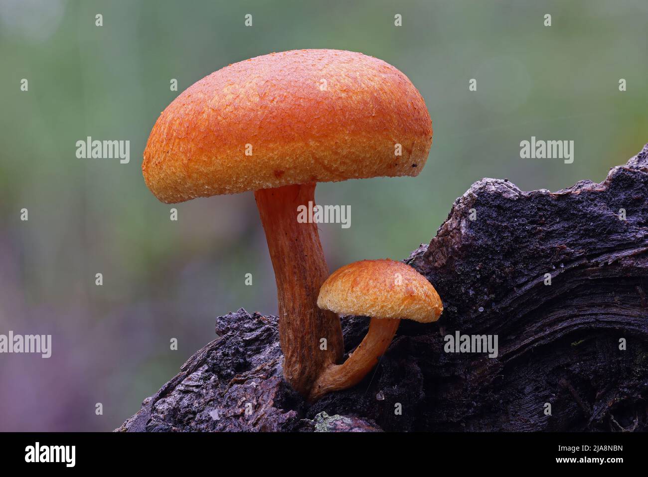 Rotting log hi-res stock photography and images - Alamy
