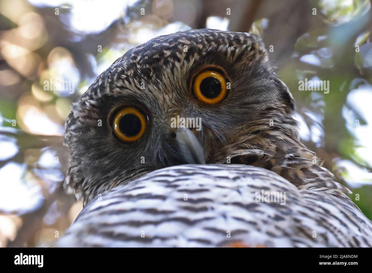 Close up of Australian Powerful Owl (Ninox strenua Stock Photo - Alamy