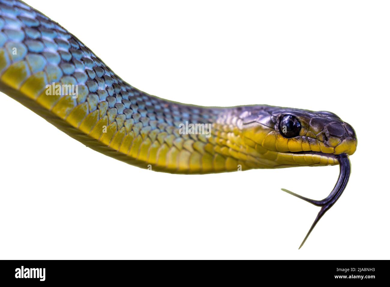 Common Tree Snake on white background Stock Photo - Alamy
