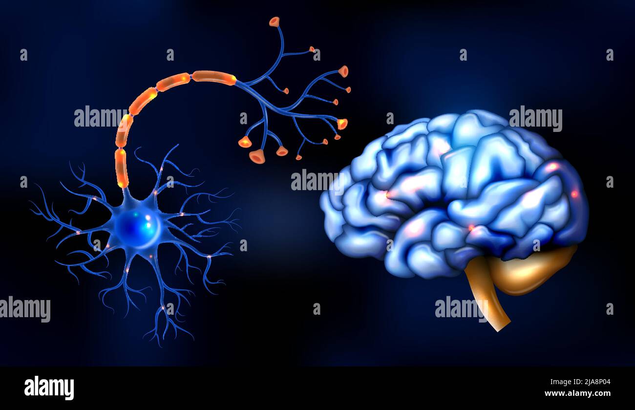 Realistic neuroscience concept with human brain and sensory nerve ...