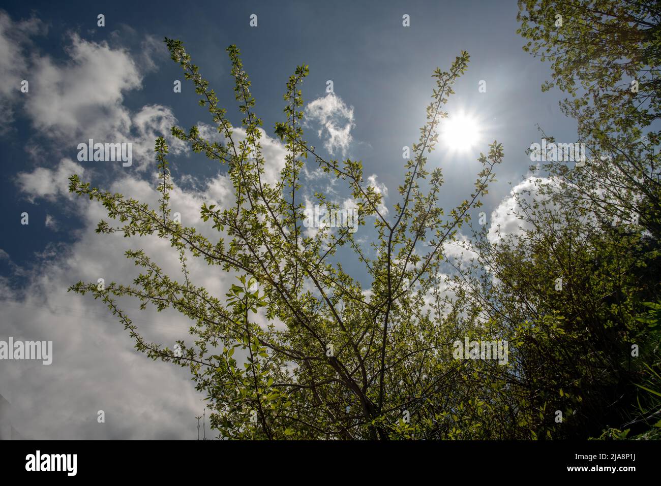 Kazakhstan apple forest hi-res stock photography and images - Alamy