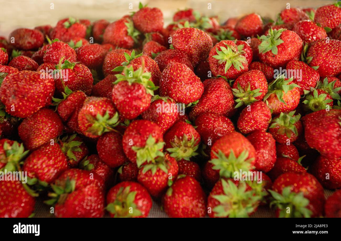 The famous Uzbek strawberry (for Russia and other countries of Central ...