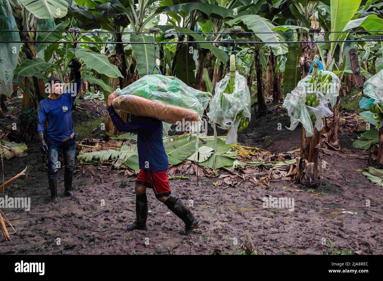 Ecuador banana harvesting hi-res stock photography and images - Alamy