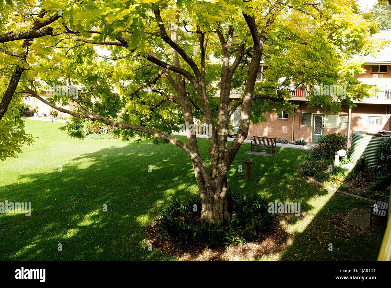 Colourful golden sunlit Black Locust Tree also known as Robenia Tree ...