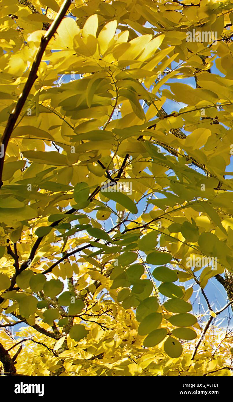 Colourful golden sunlit leaves of the Black Locust Tree also known as ...