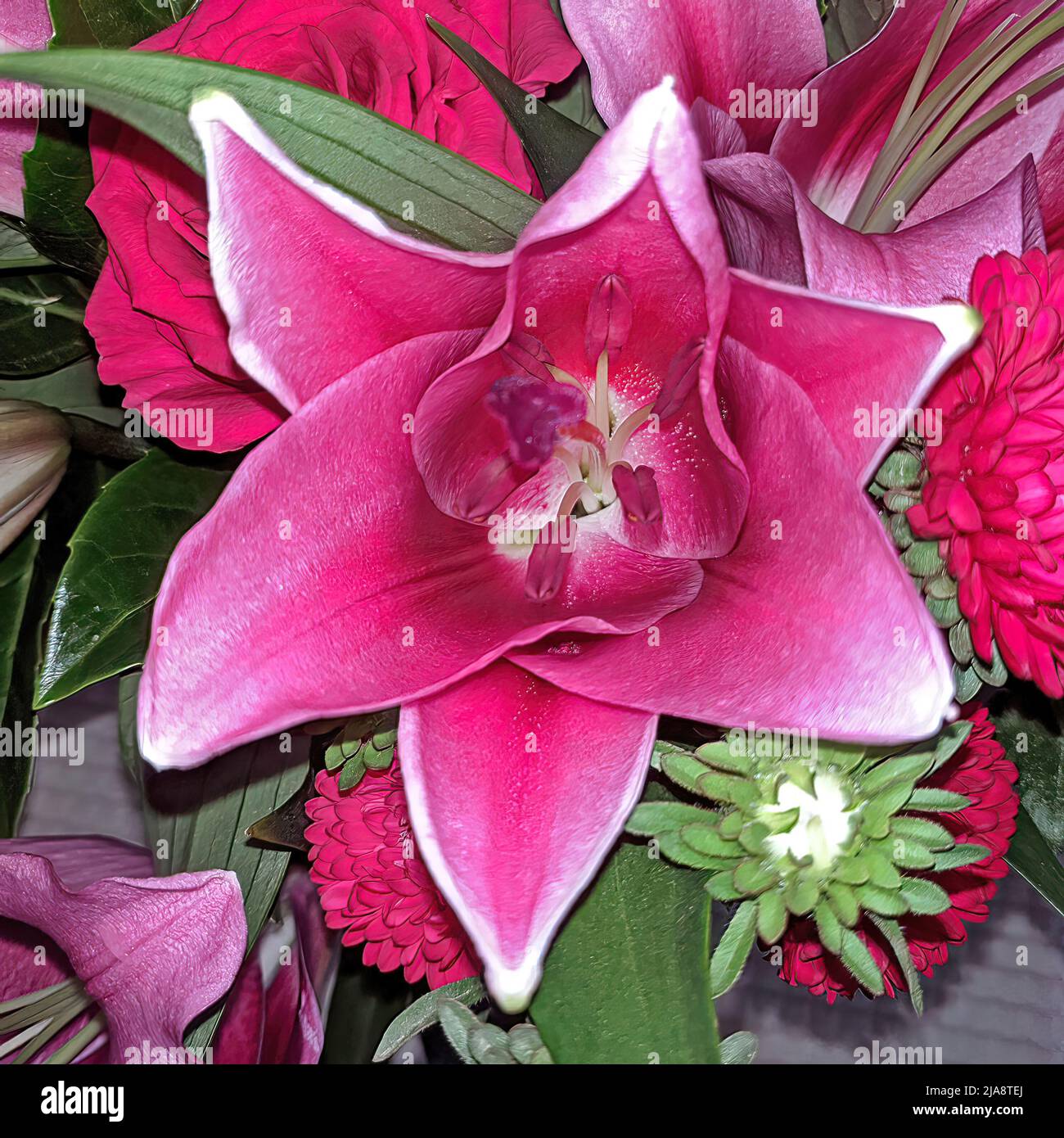 Flashpoint pink and white Oriental Trumpet Lily closeup.Beauty in ...