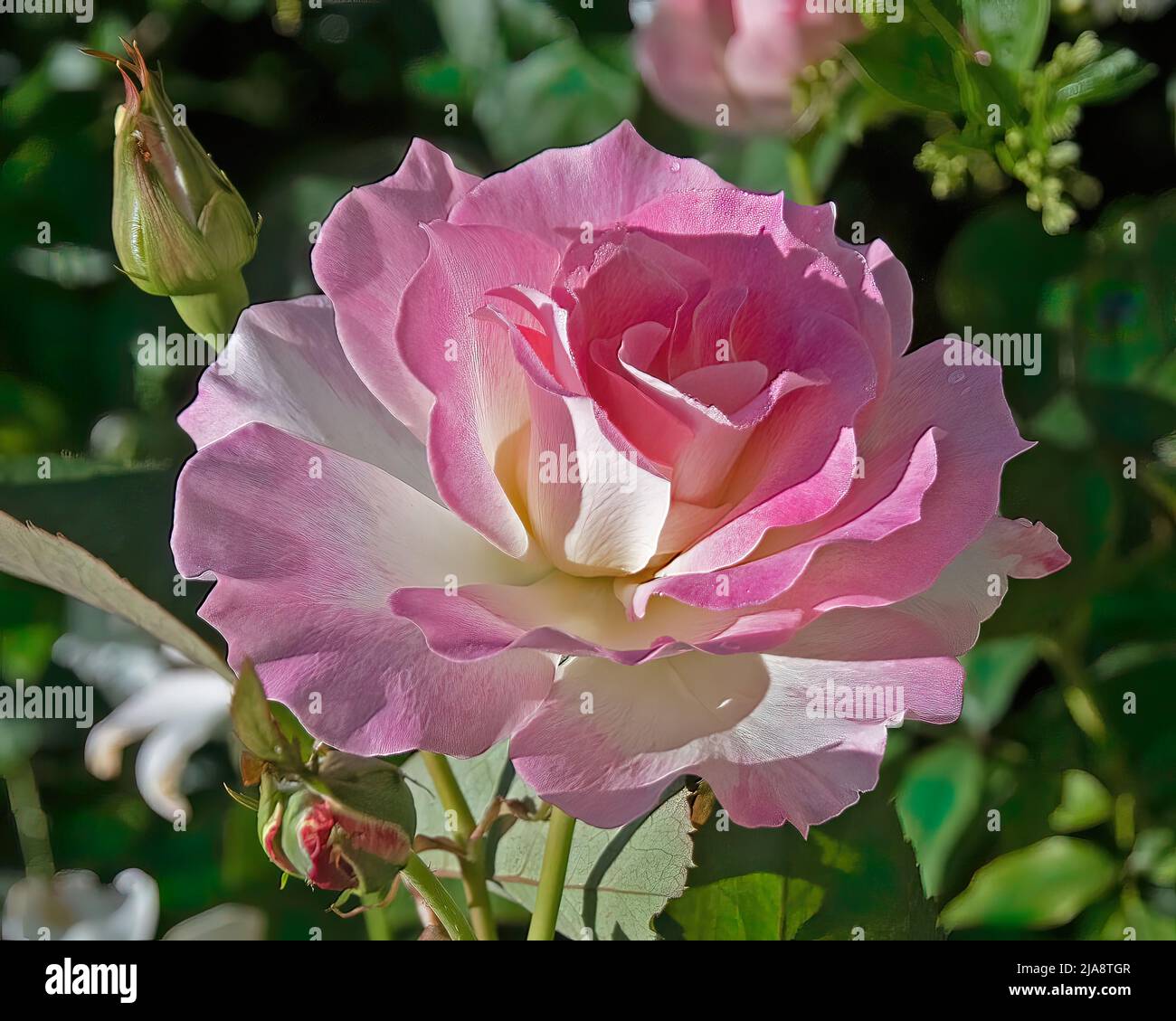 Beautiful pink French Rose flower closeup with green leaves in a garden ...